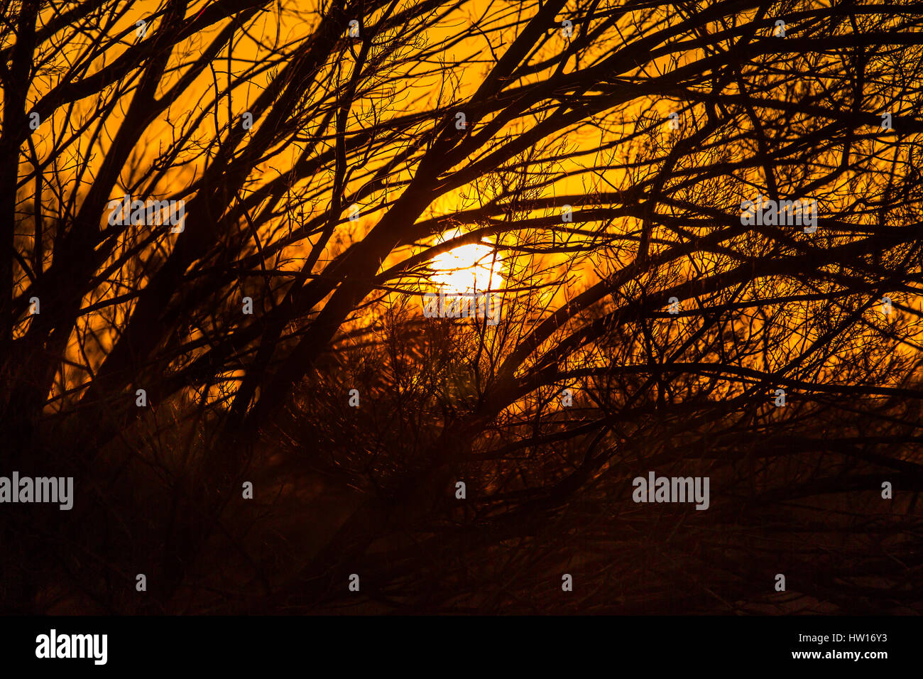 Sunset - Australian Bush Stock Photo - Alamy