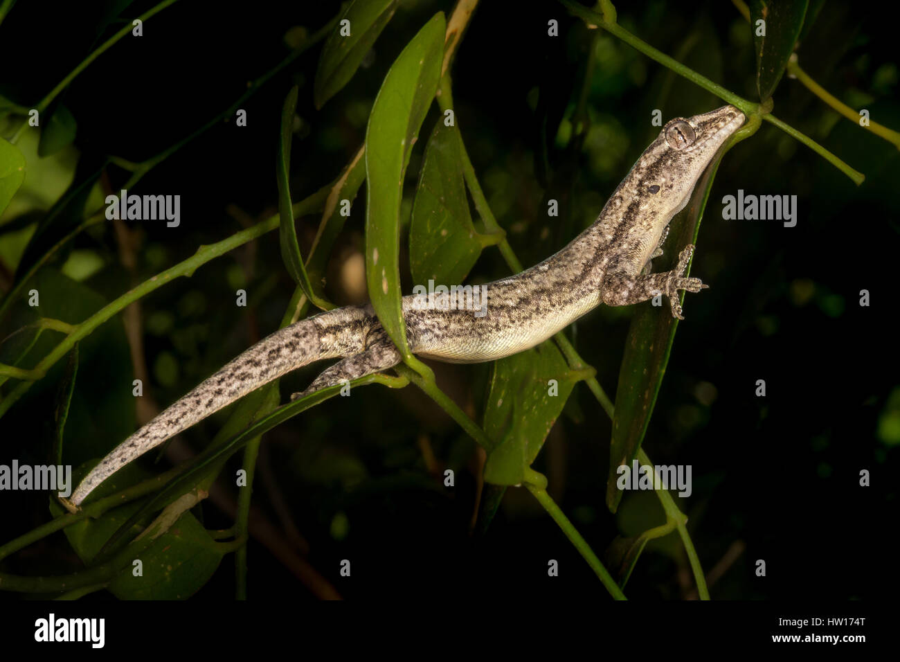 Variegated Dtella (Gehyra variegata Stock Photo - Alamy