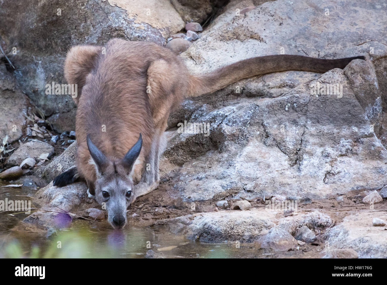 Macropus robustus hi-res stock photography and images - Alamy
