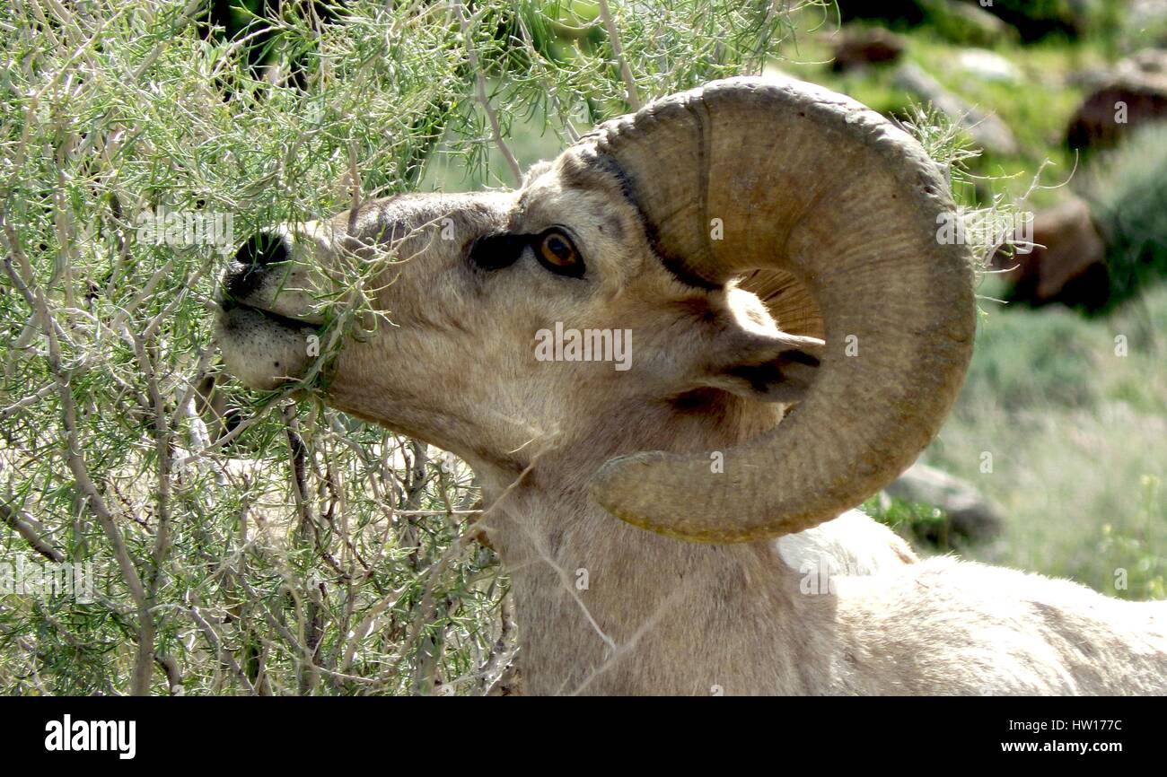 Threatened peninsular bighorn sheep graze on desert plants at Anza ...