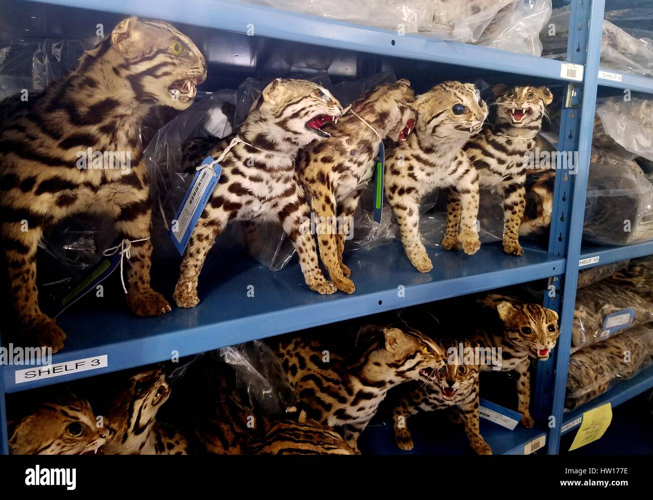 Ocelot skins hi-res stock photography and images - Alamy