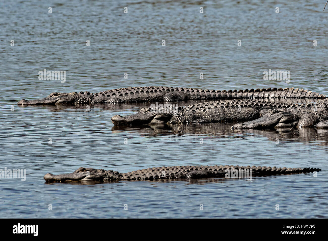 American alligators bask in shallow water at the Donnelley Wildlife ...