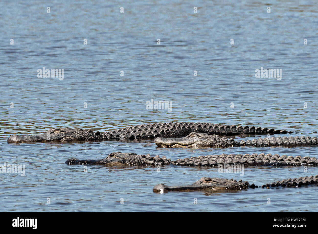 American alligators bask in shallow water at the Donnelley Wildlife ...