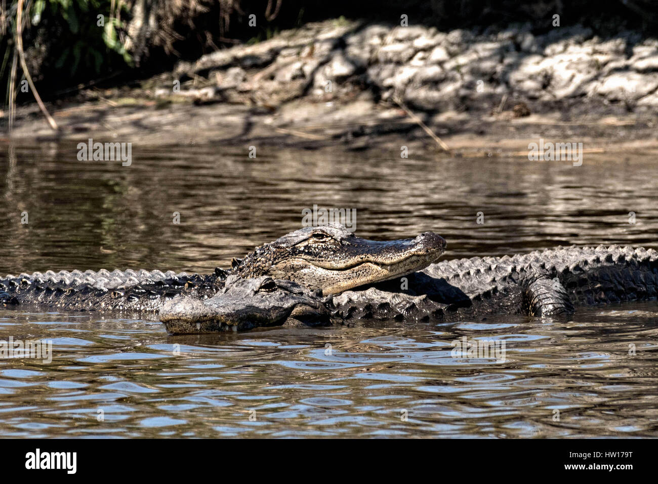 American alligators rest on each other in shallow water at the ...