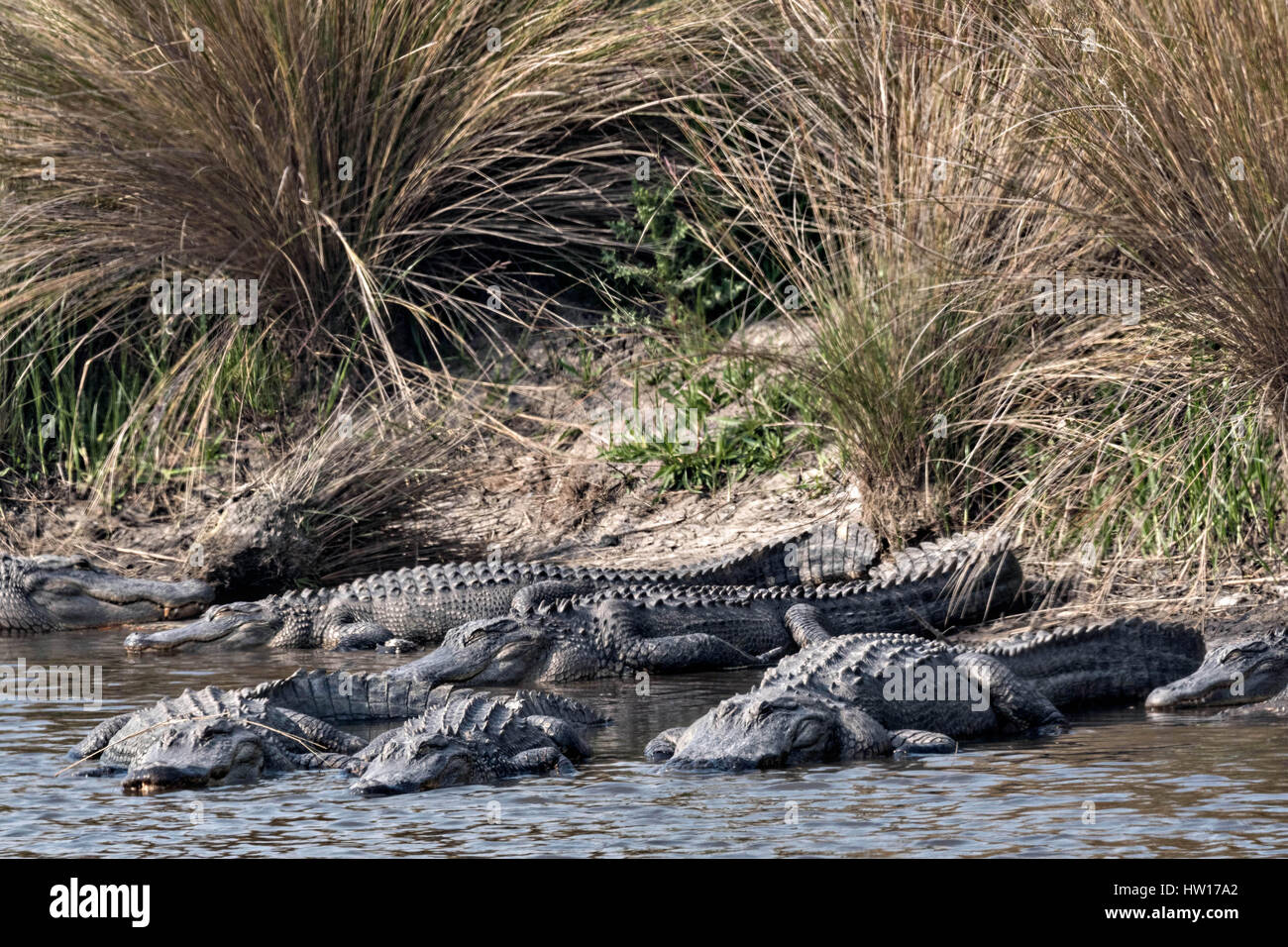 American alligators bask along the riverbank at the Donnelley Wildlife ...