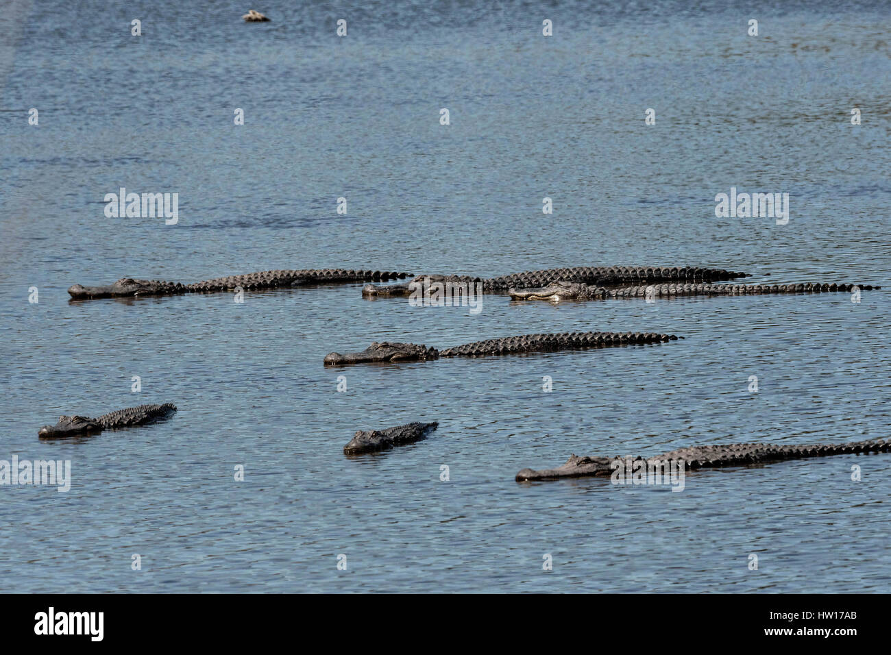 American alligators bask in shallow water at the Donnelley Wildlife ...