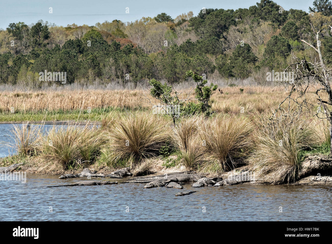 Green swamp wildlife management area hi-res stock photography and ...