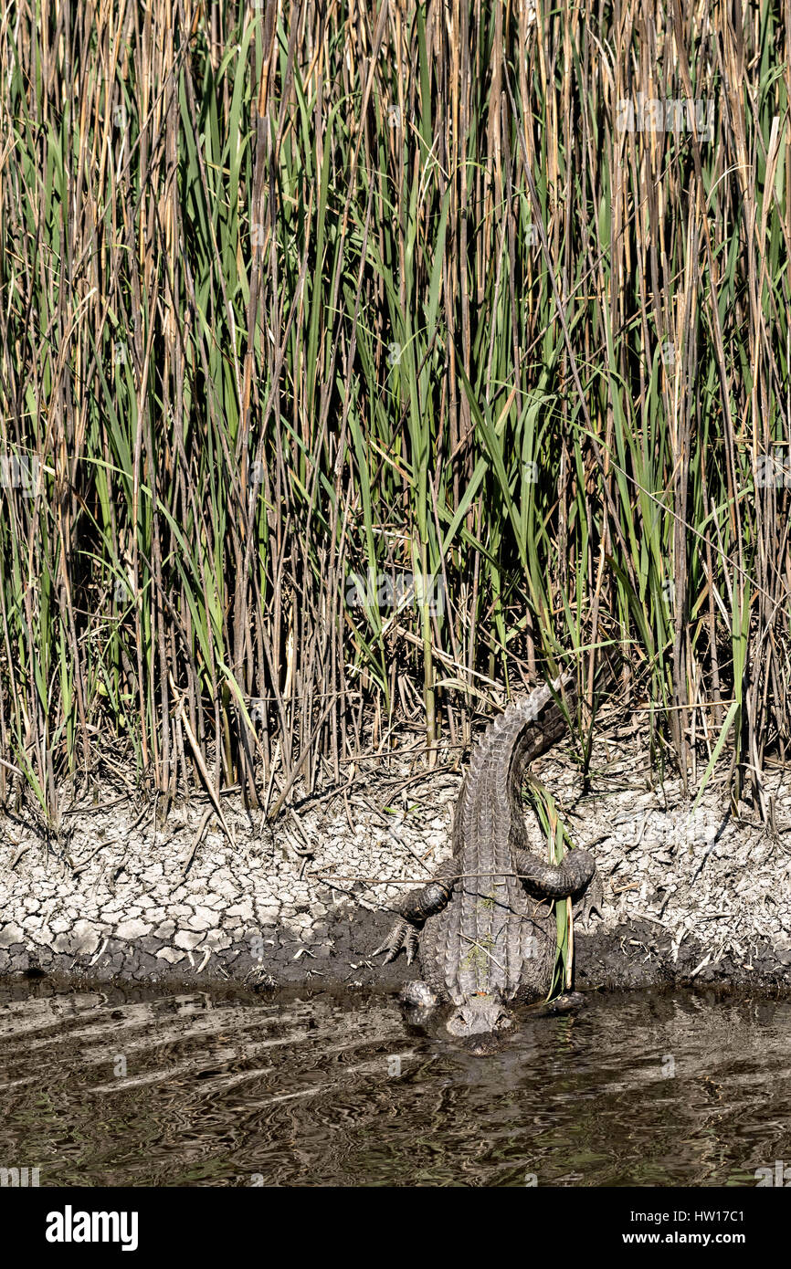 An American alligator partially hides along a marsh at the Donnelley ...