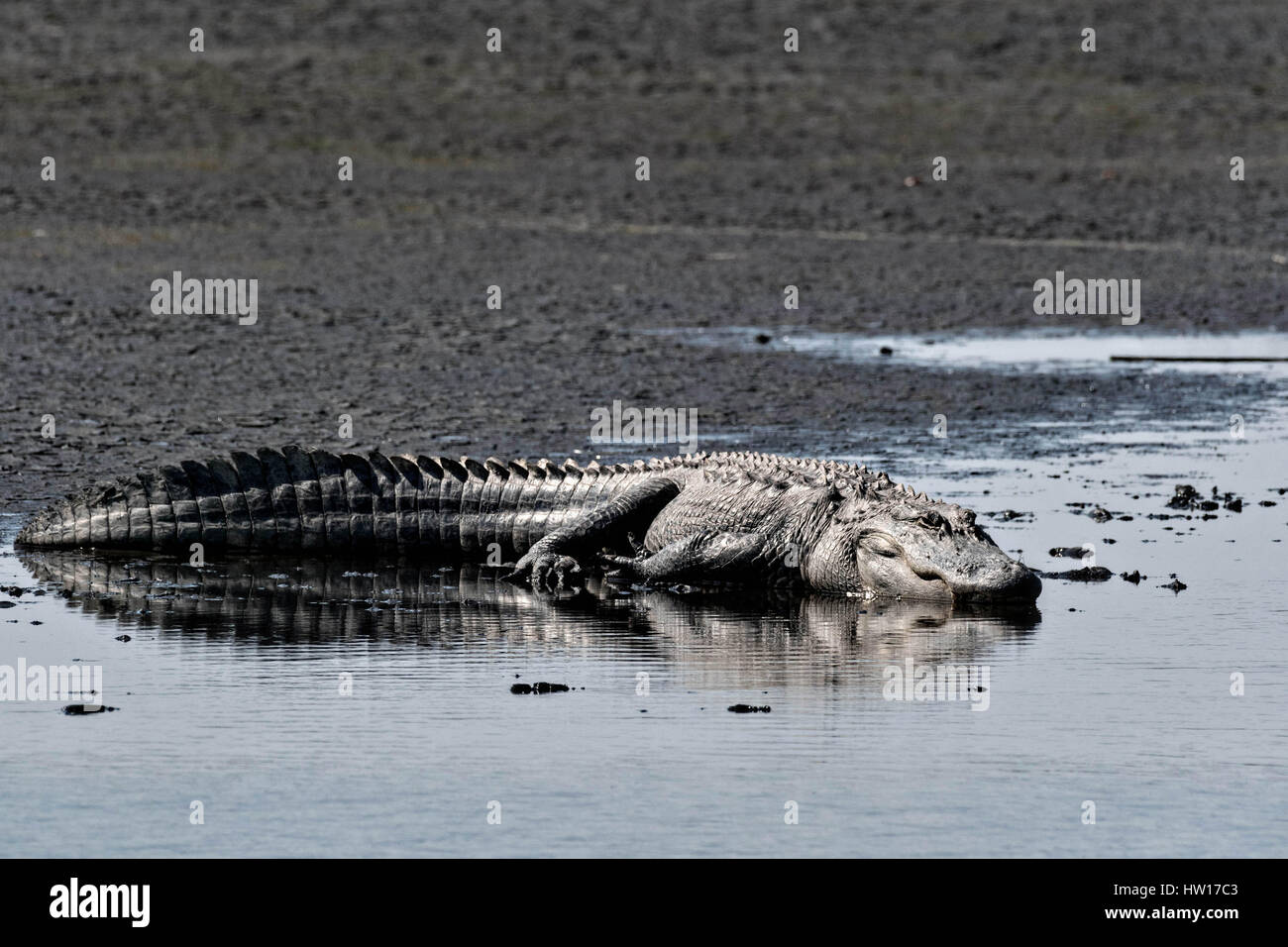 A very large American alligator rests in shallow water at the Donnelley ...