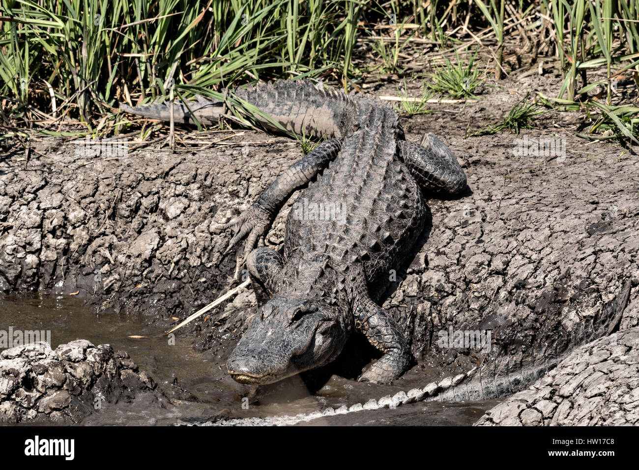 An American alligator basks at the edge of a marsh at the Donnelley ...