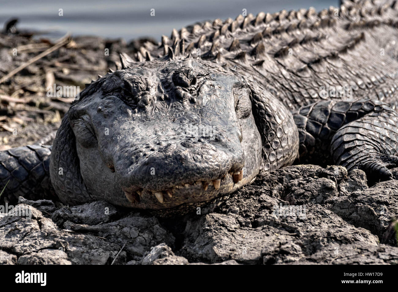 A very large American alligator basks at the Donnelley Wildlife ...