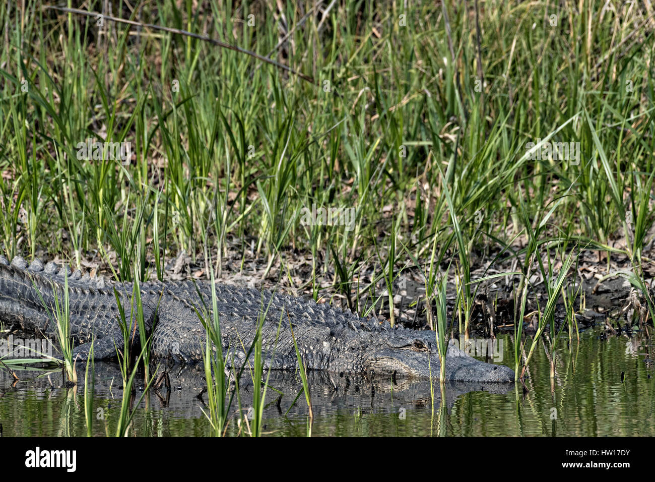 An American alligator hides in marsh grass looking for prey at the ...