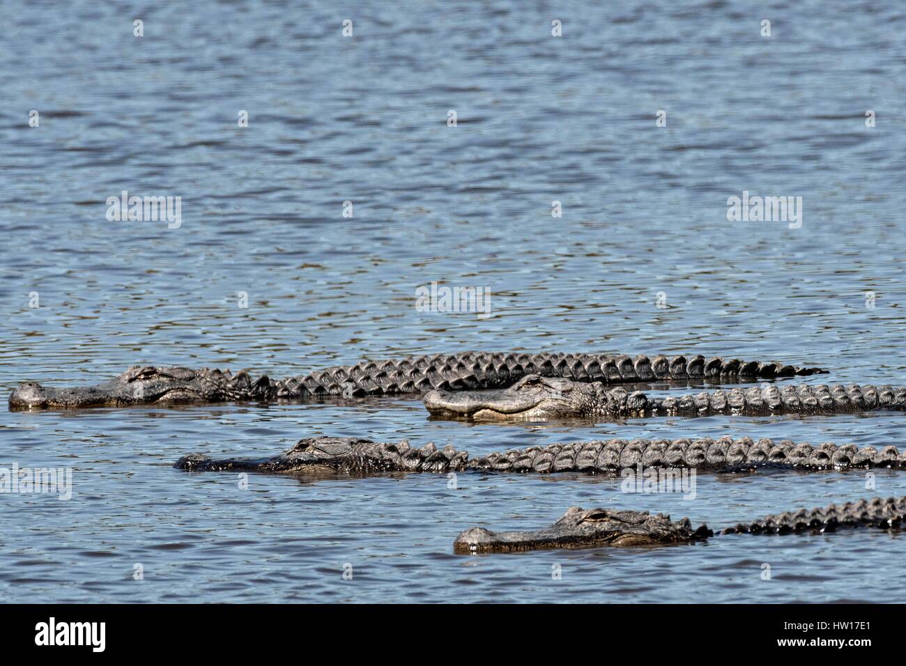 American alligators bask in shallow water at the Donnelley Wildlife ...