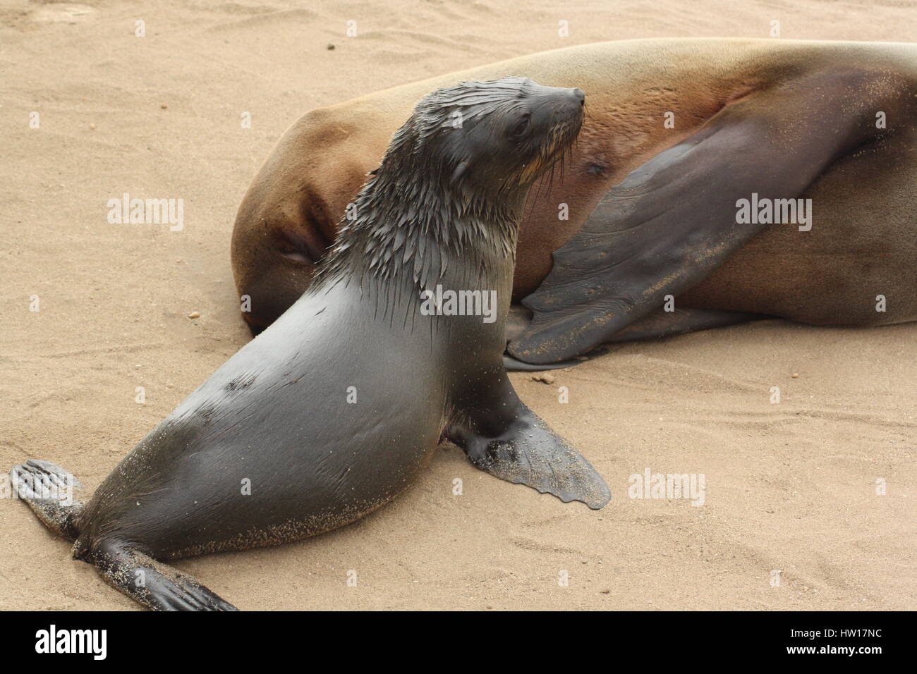Seal colony on the beach at Cape Cross, Namibia Stock Photo - Alamy