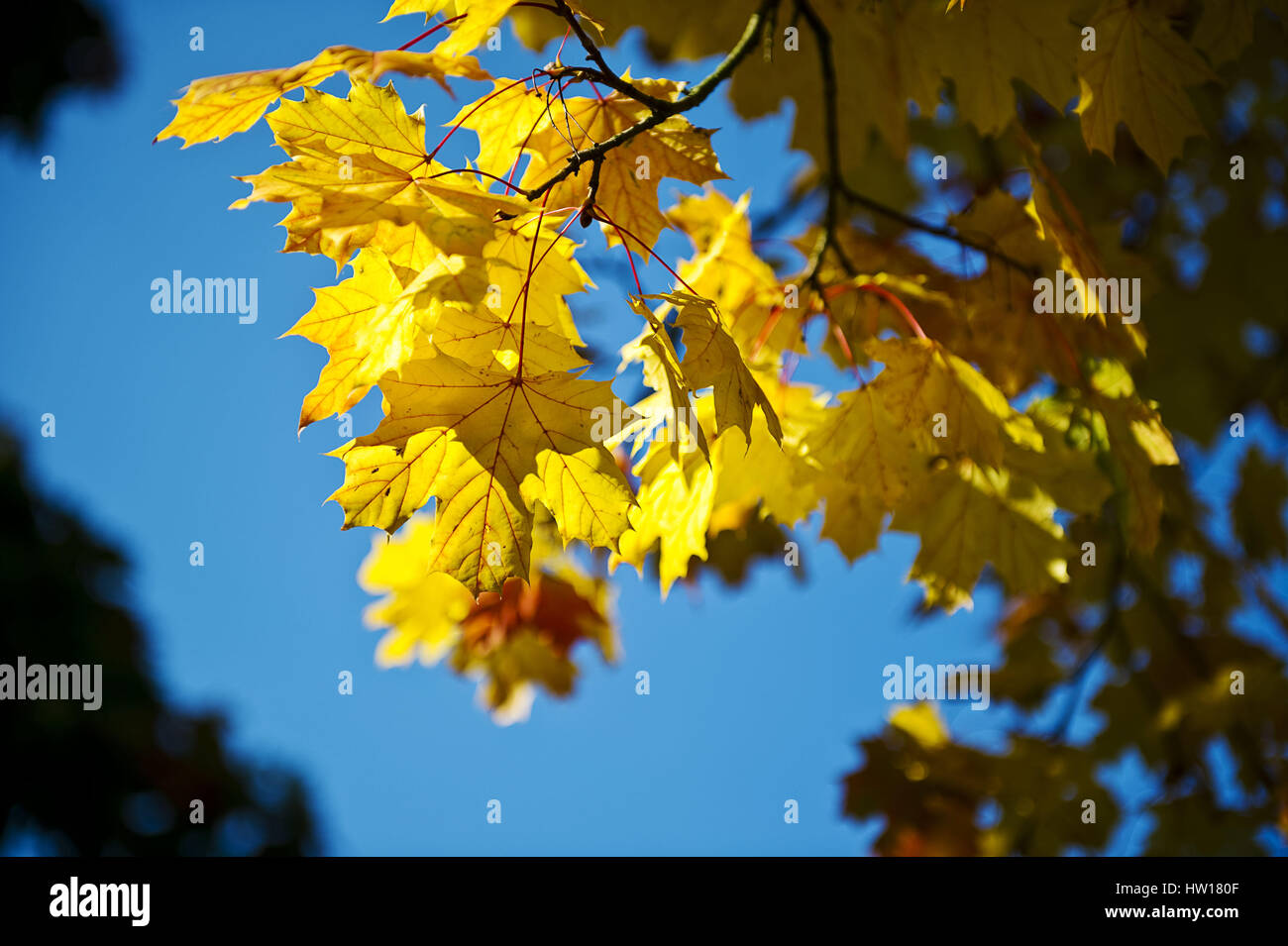 Rich colouring hi-res stock photography and images - Alamy