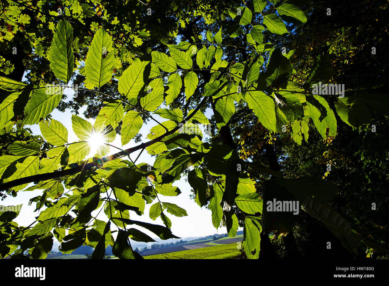 Rich colouring in autumn, Farbenpracht im Herbst Stock Photo - Alamy