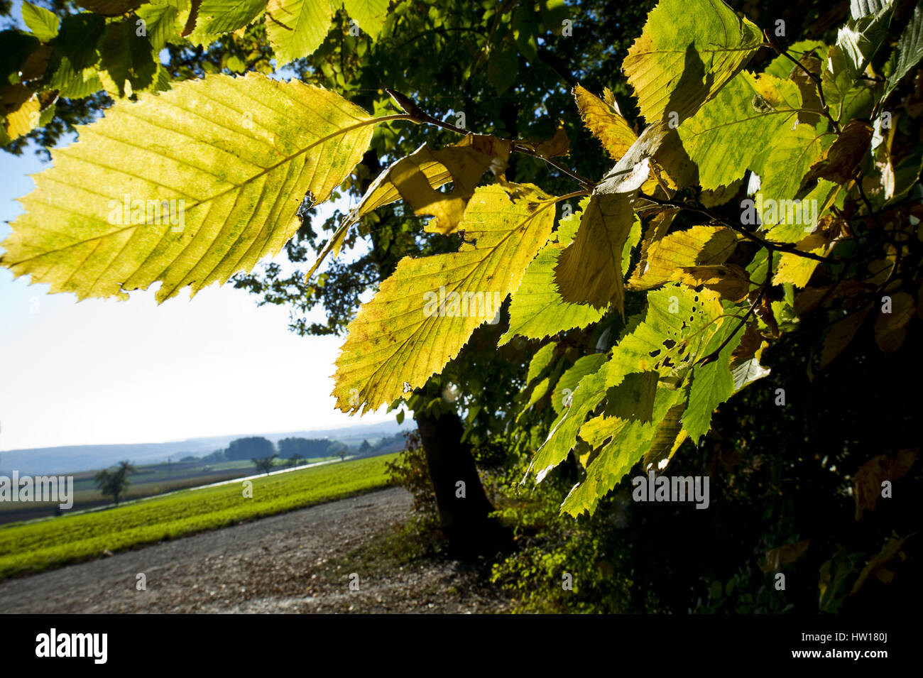Rich colouring in autumn, Farbenpracht im Herbst Stock Photo - Alamy
