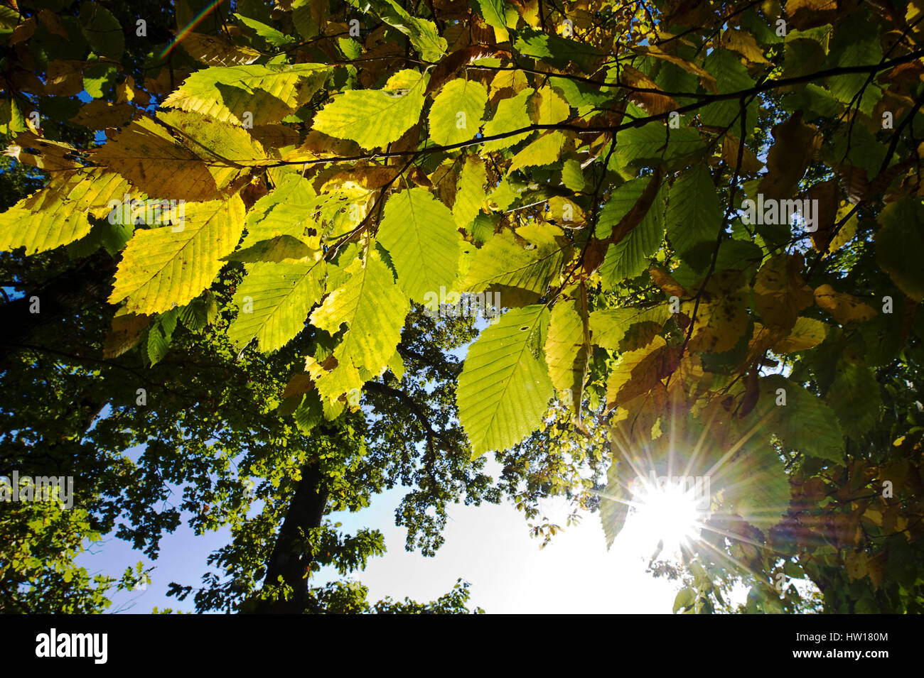 Rich colouring hi-res stock photography and images - Alamy