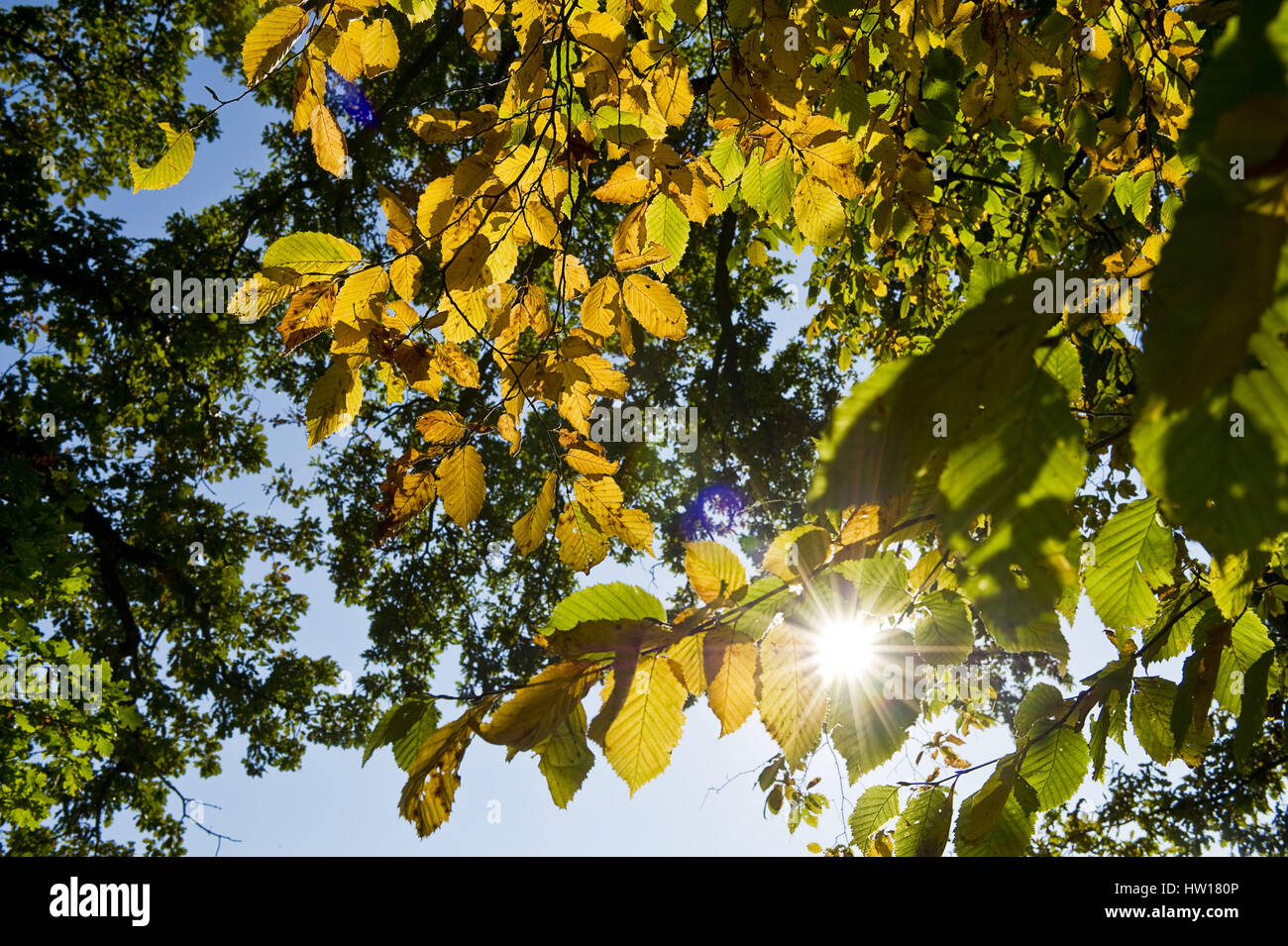 Rich colouring hi-res stock photography and images - Alamy