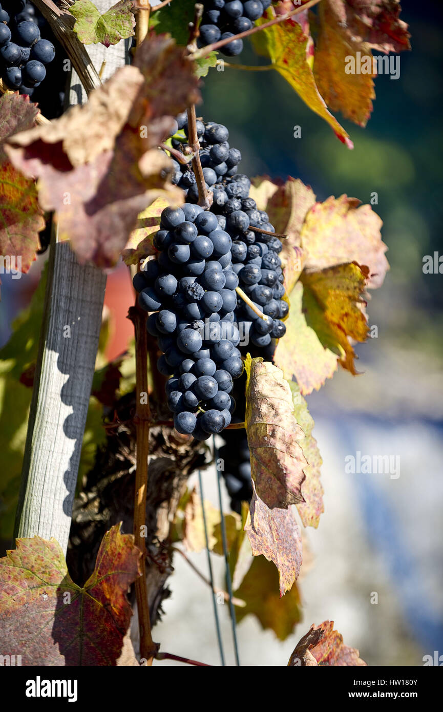 Vine with bunches of grapes, Weinrebe mit Weintrauben Stock Photo - Alamy