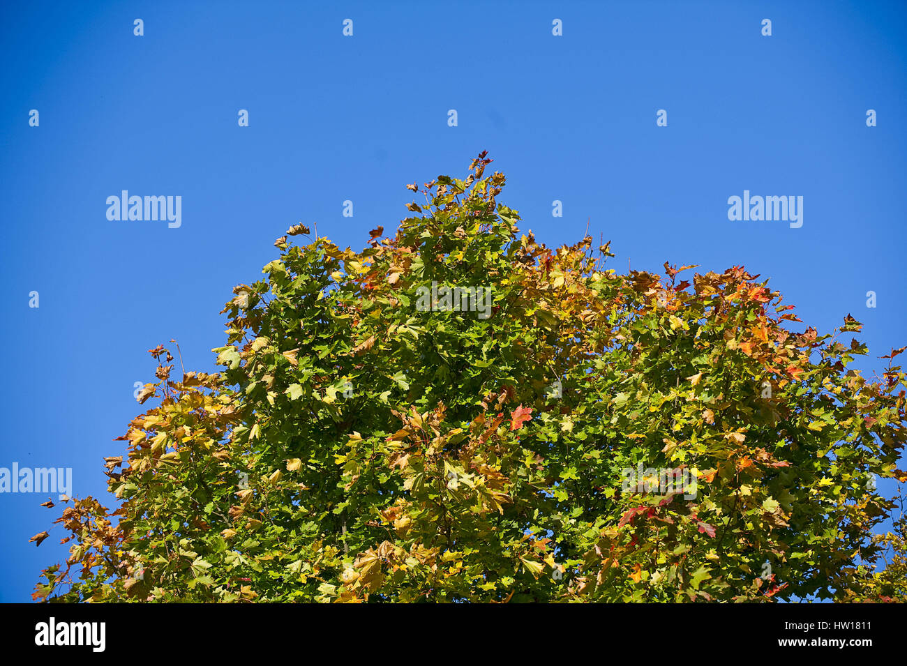 Rich colouring in autumn, Farbenpracht im Herbst Stock Photo - Alamy