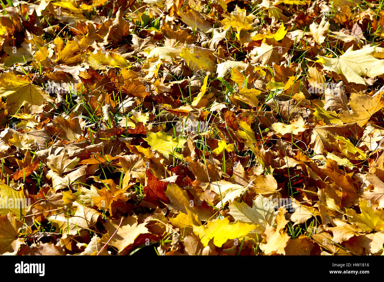 Autumn foliage, Herbstlaub Stock Photo - Alamy