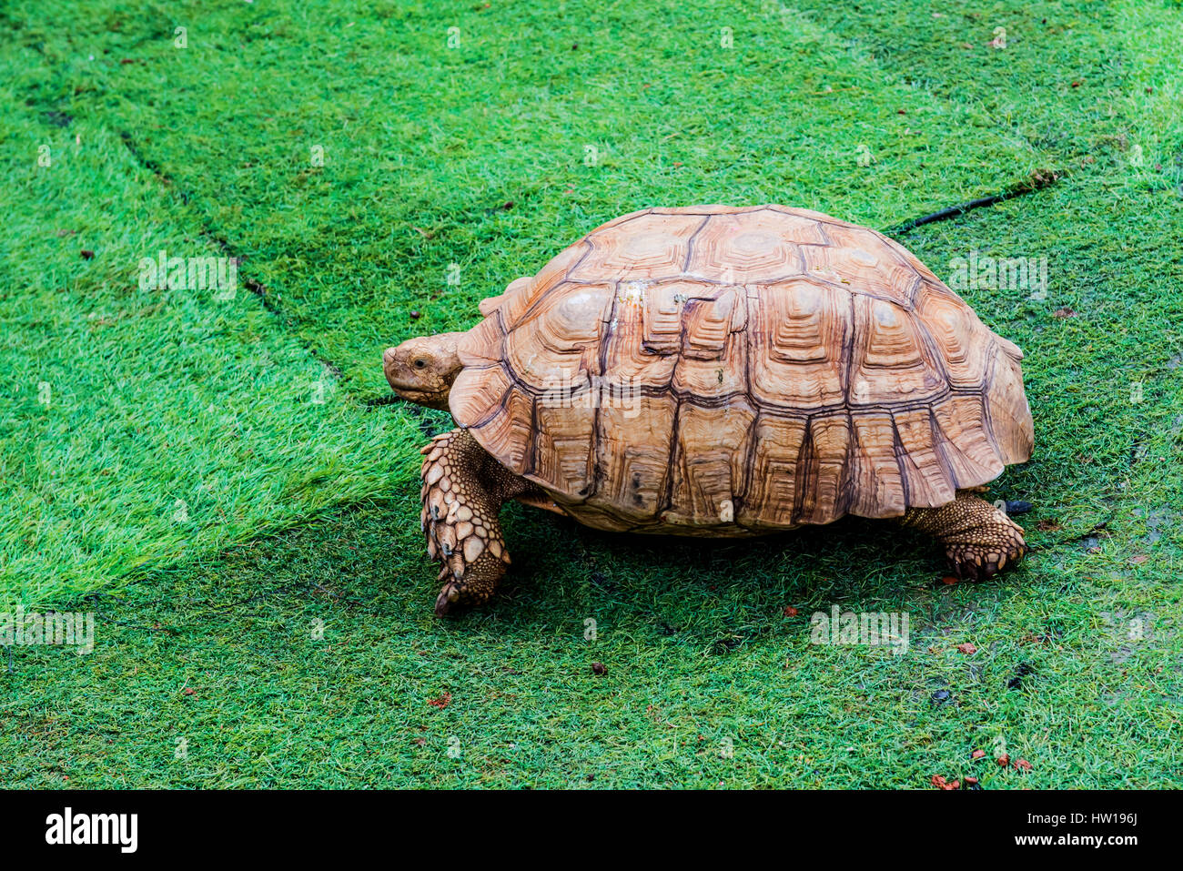 turtle, reptiles animal in the garden Stock Photo - Alamy