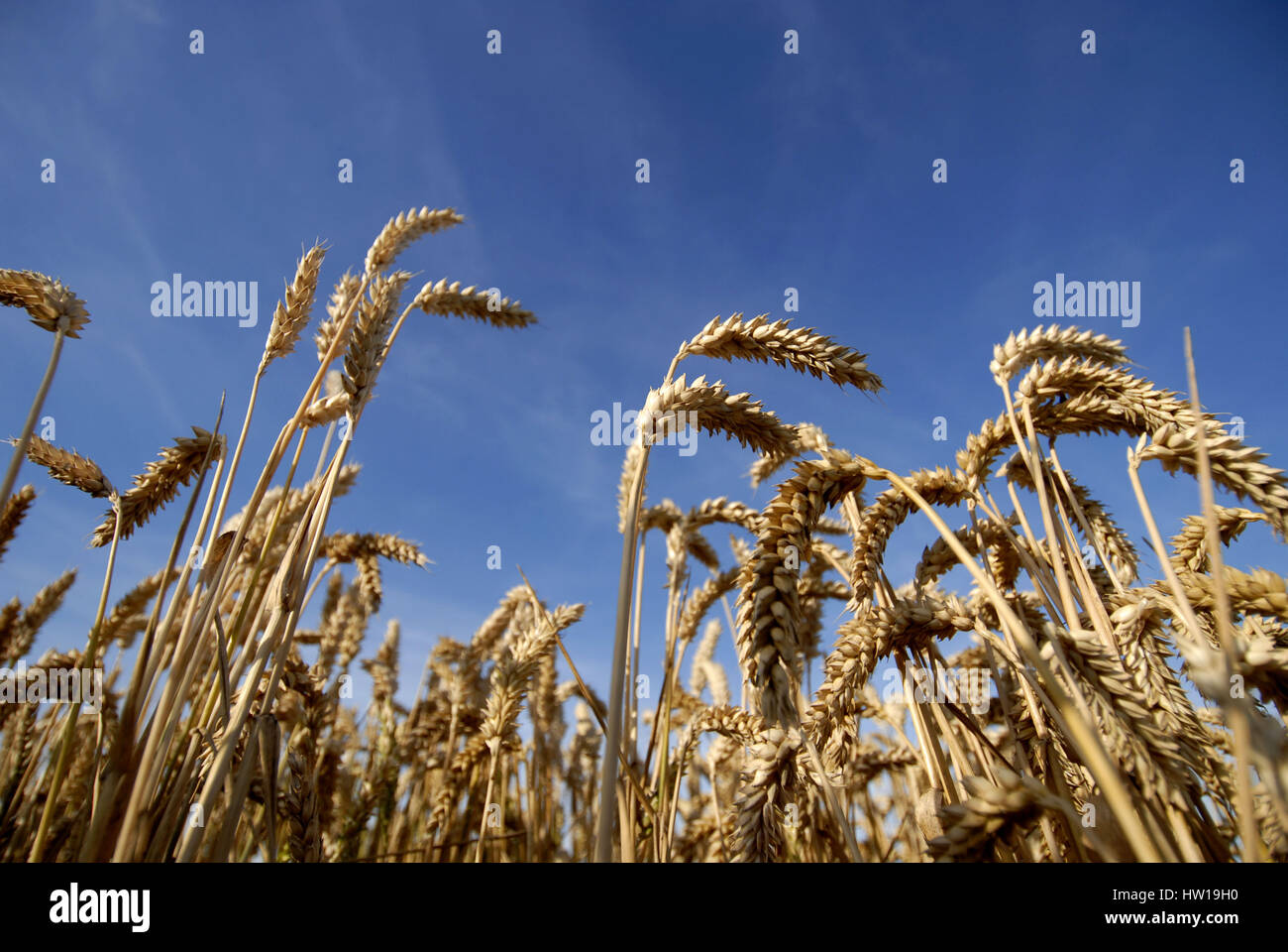 Wheat field, Weizenfeld Stock Photo - Alamy