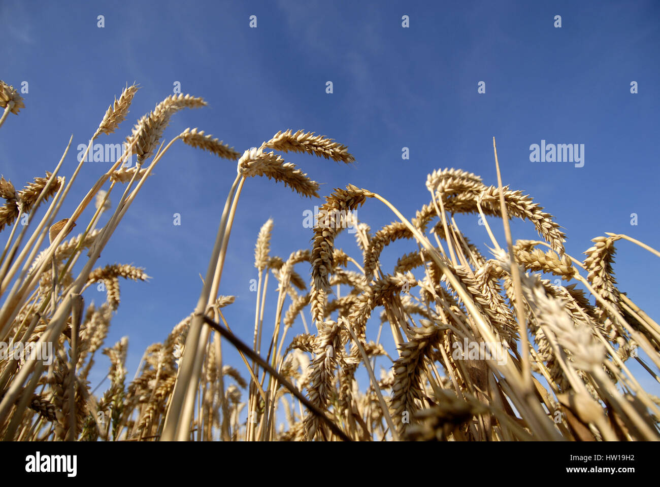 Wheat field, Weizenfeld Stock Photo - Alamy
