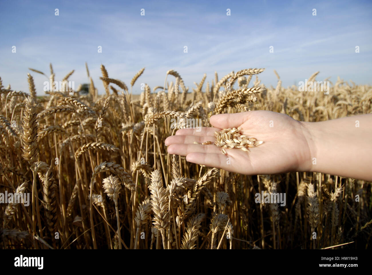 Wheat field, Weizenfeld Stock Photo - Alamy