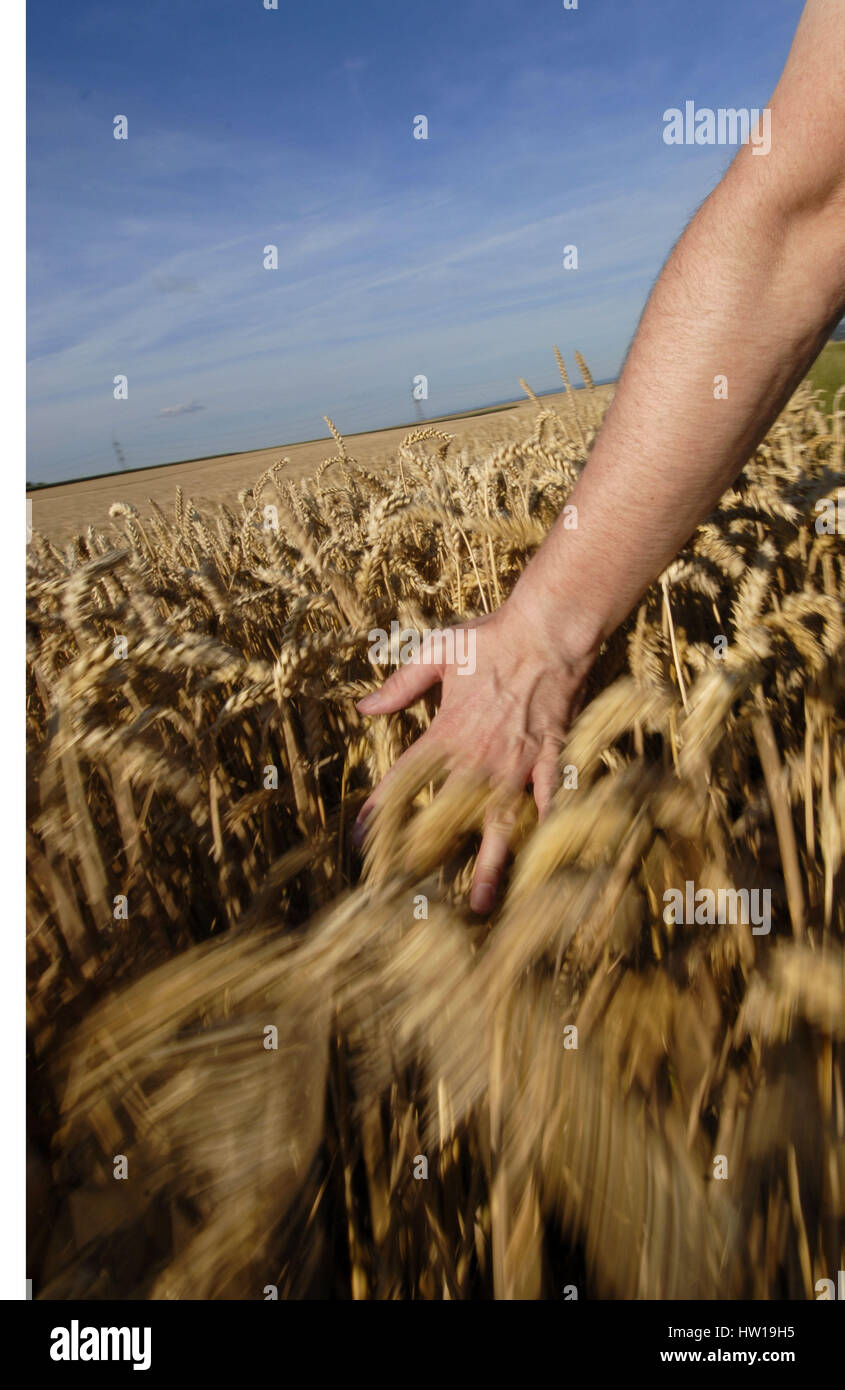 Wheat field, Weizenfeld Stock Photo - Alamy
