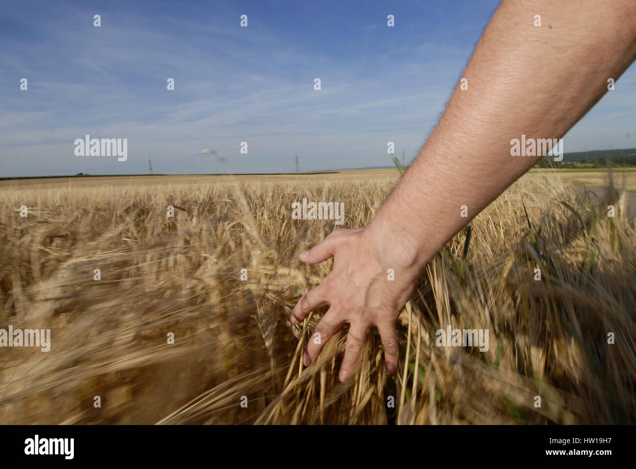 Wheat field, Weizenfeld Stock Photo - Alamy