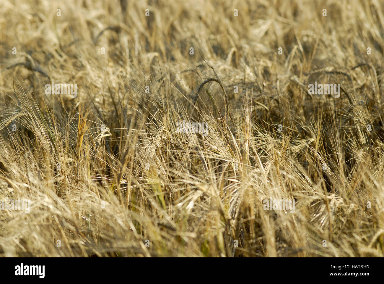 Rye field , Roggenfeld Stock Photo - Alamy