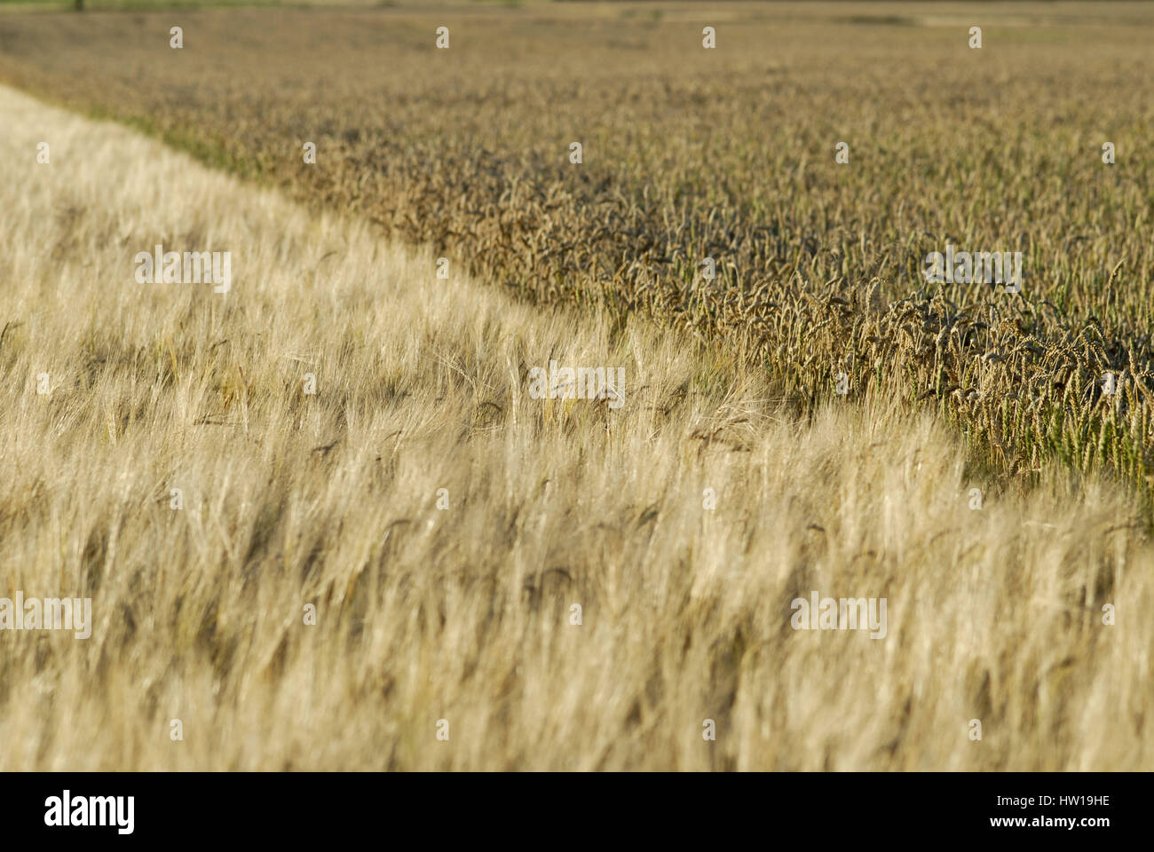 Roggenfeld High Resolution Stock Photography and Images - Alamy