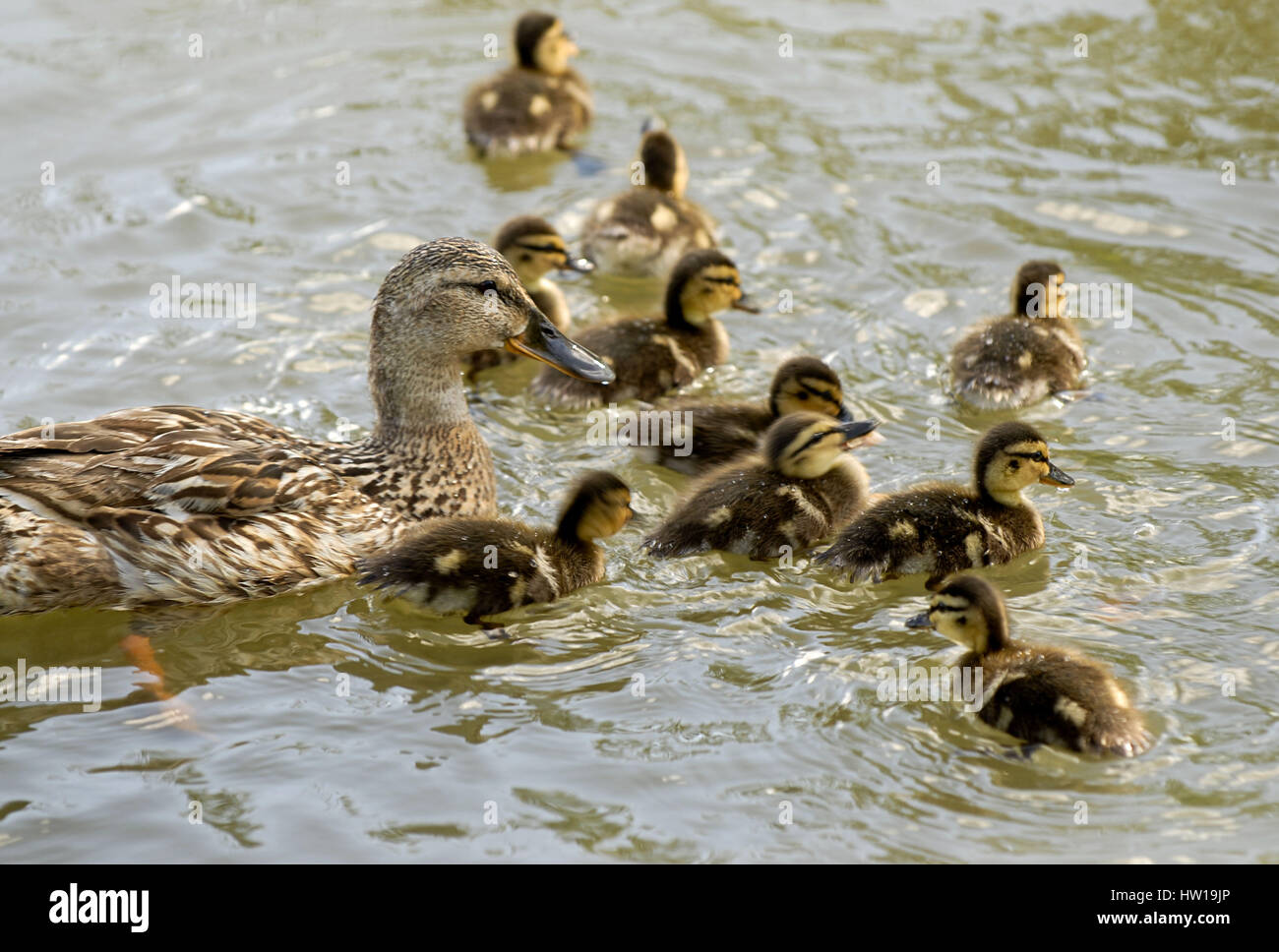 Duck's family , Entenfamilie Stock Photo - Alamy