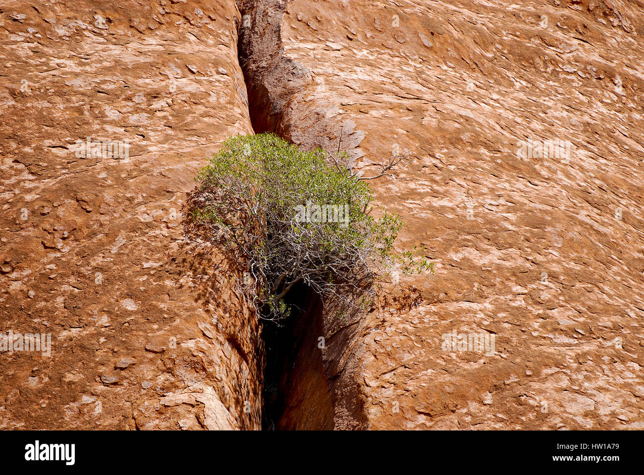 Nature sprinkles stone, Natur sprengt Stein Stock Photo - Alamy