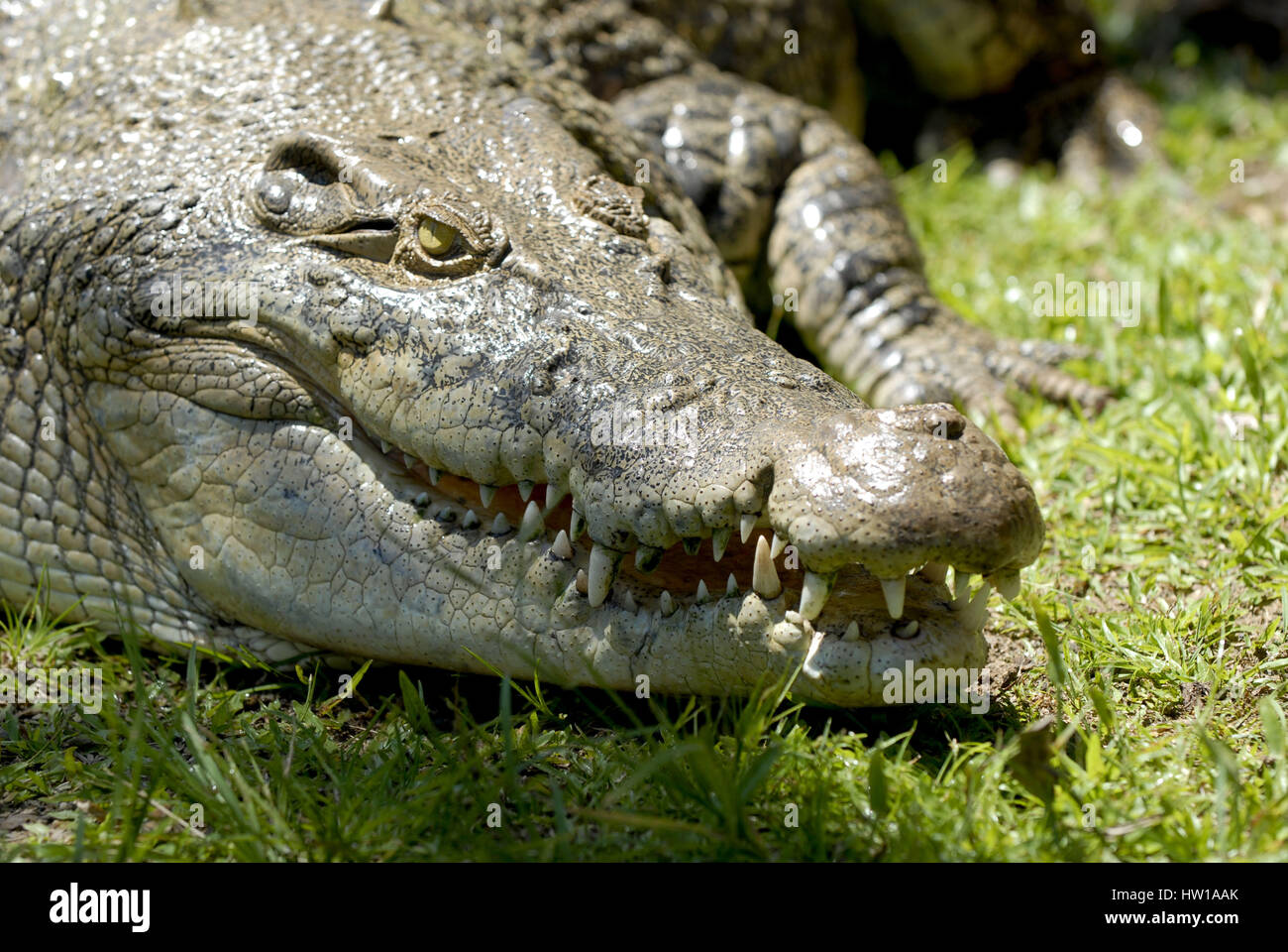Australien krokodil hi-res stock photography and images - Alamy