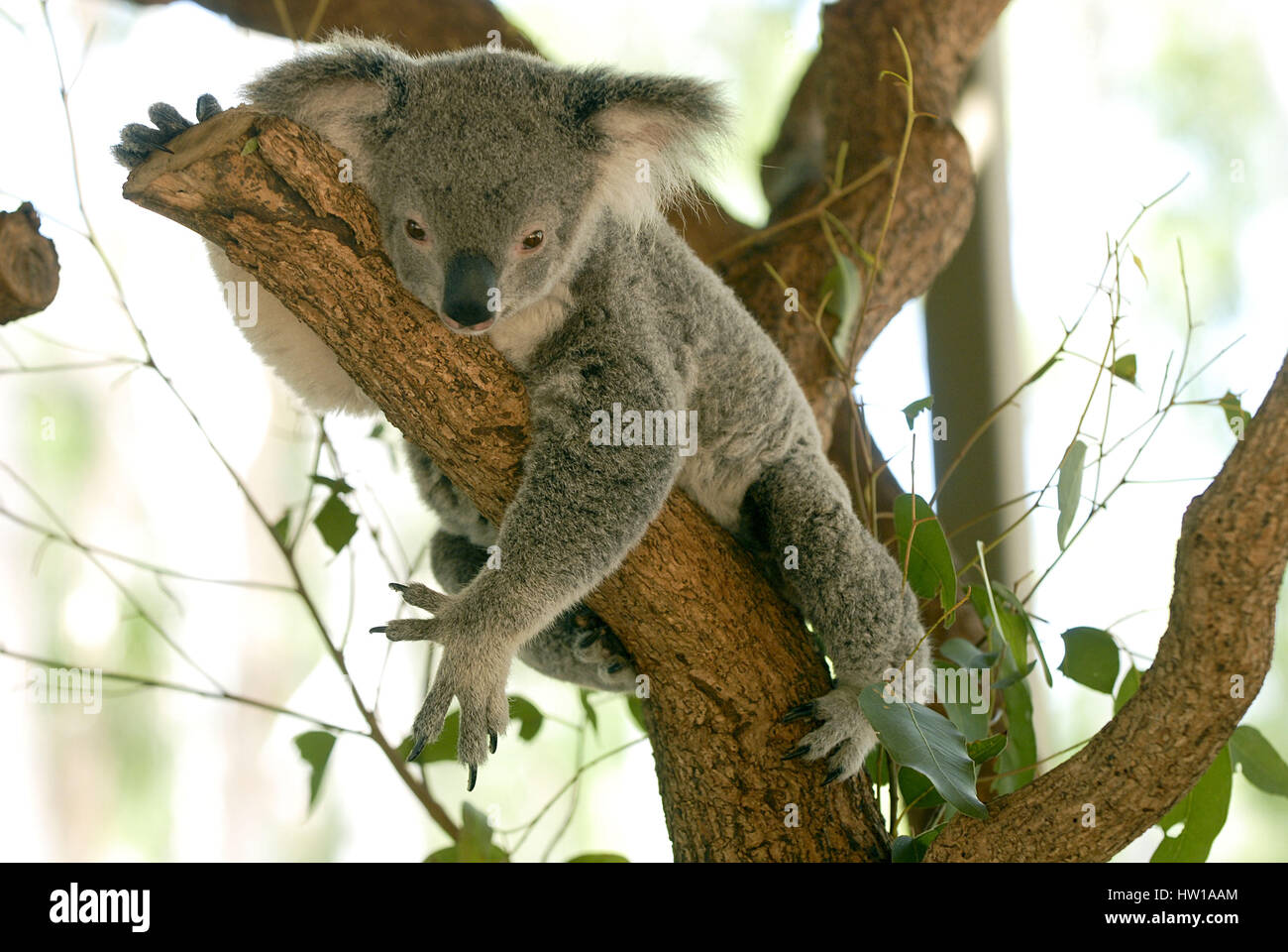 Koala in queen's country, Australia, Koala in Queensland, Australien ...