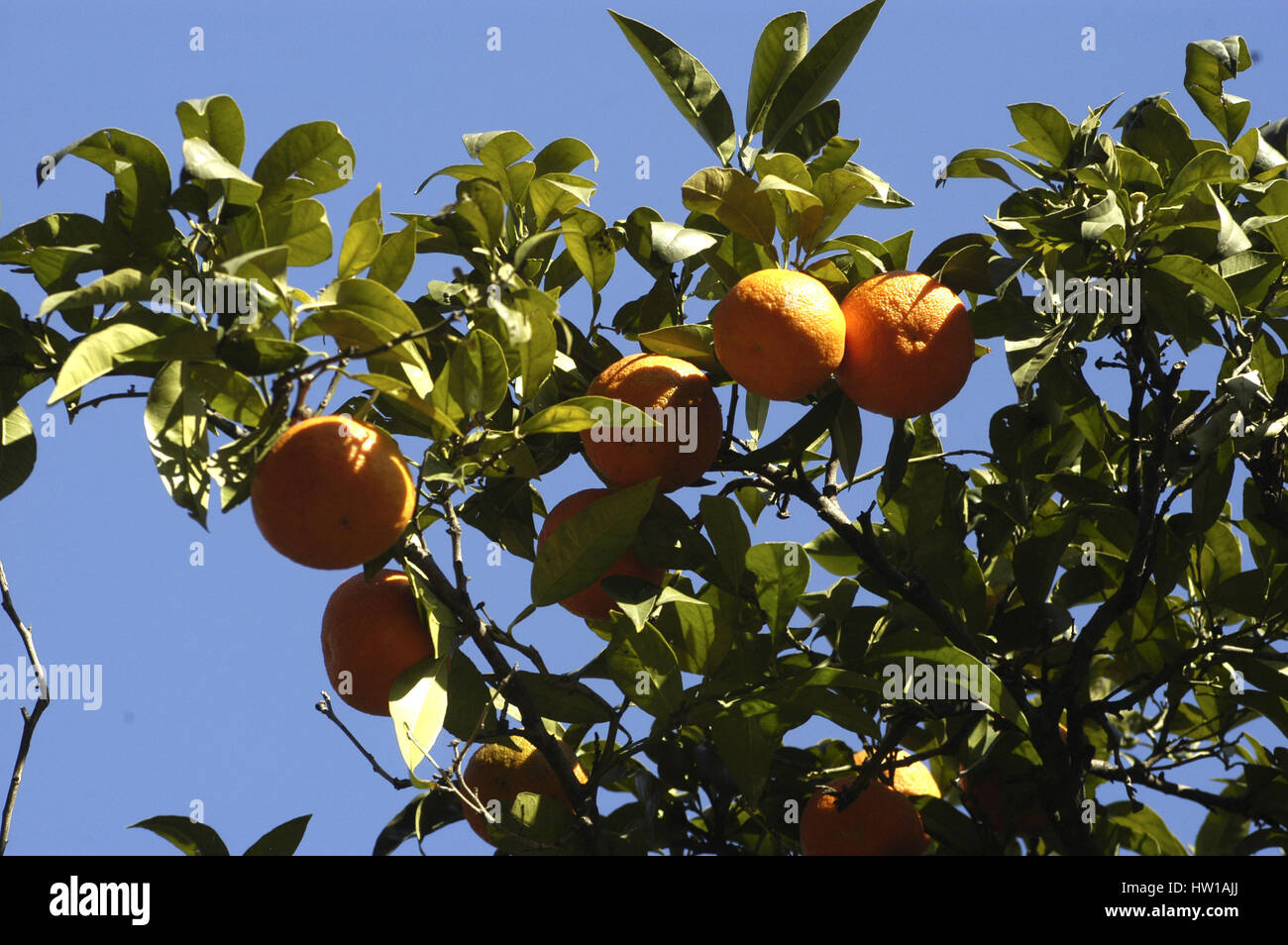 Orange tree, Orangenbaum Stock Photo - Alamy