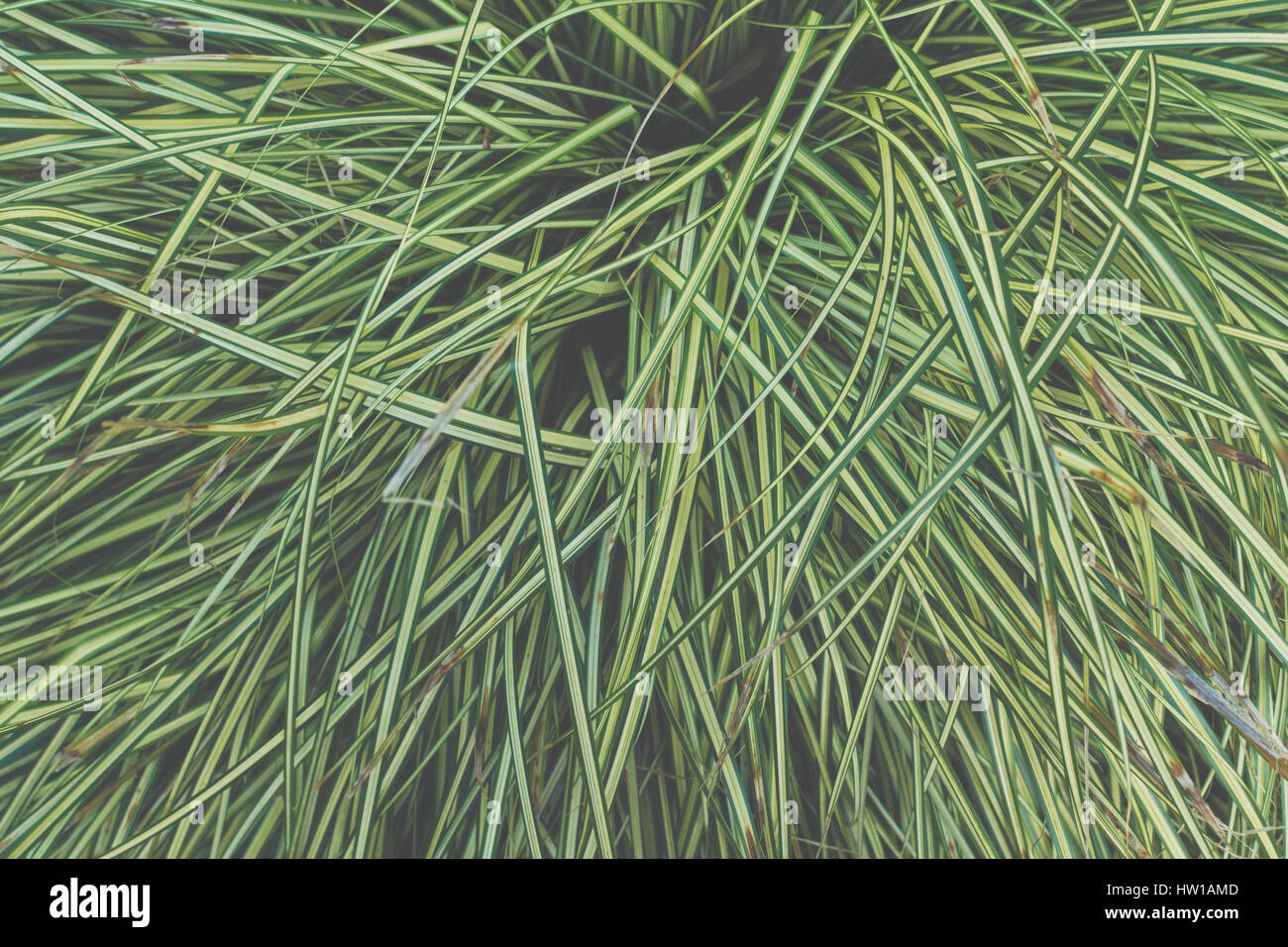 Overhead shot of grass hi-res stock photography and images - Alamy
