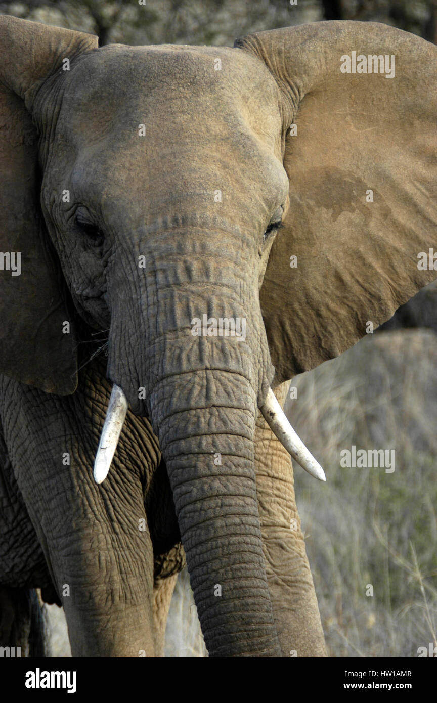 Elefant ears hi-res stock photography and images - Alamy