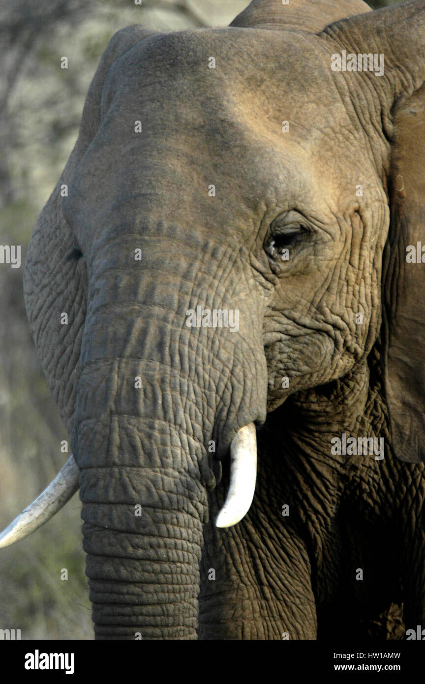 Elefant ears hi-res stock photography and images - Alamy