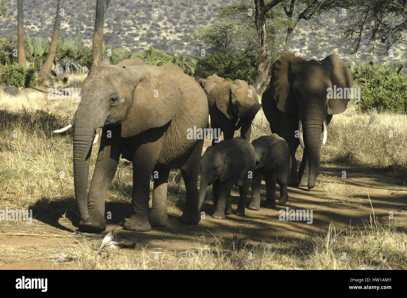 Elephant's family, Elefantfamilie Stock Photo - Alamy