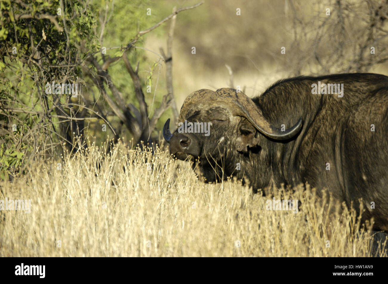 B Ffel High Resolution Stock Photography and Images - Alamy