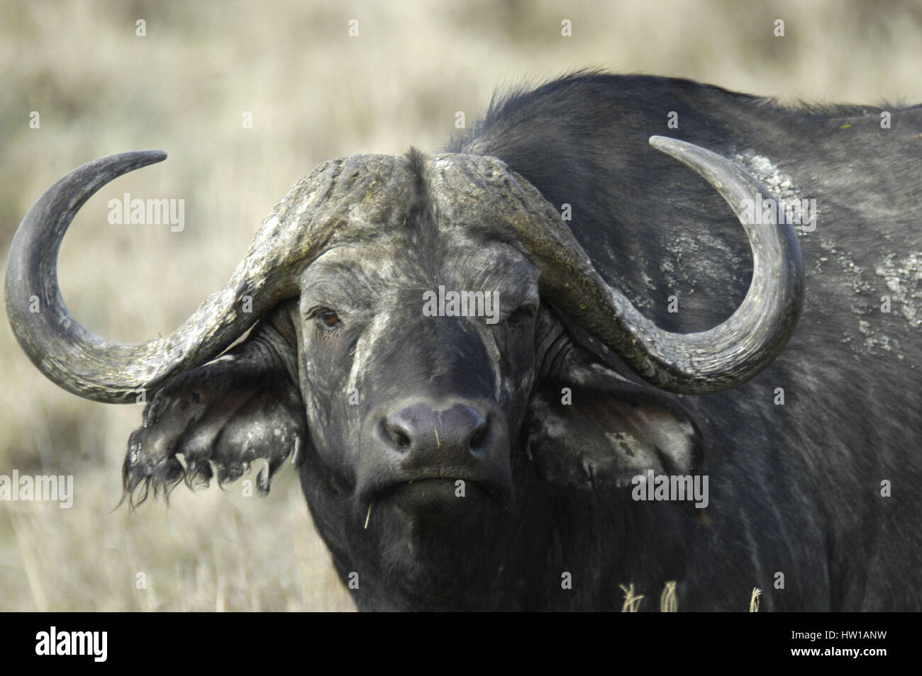 B ffel hi-res stock photography and images - Alamy