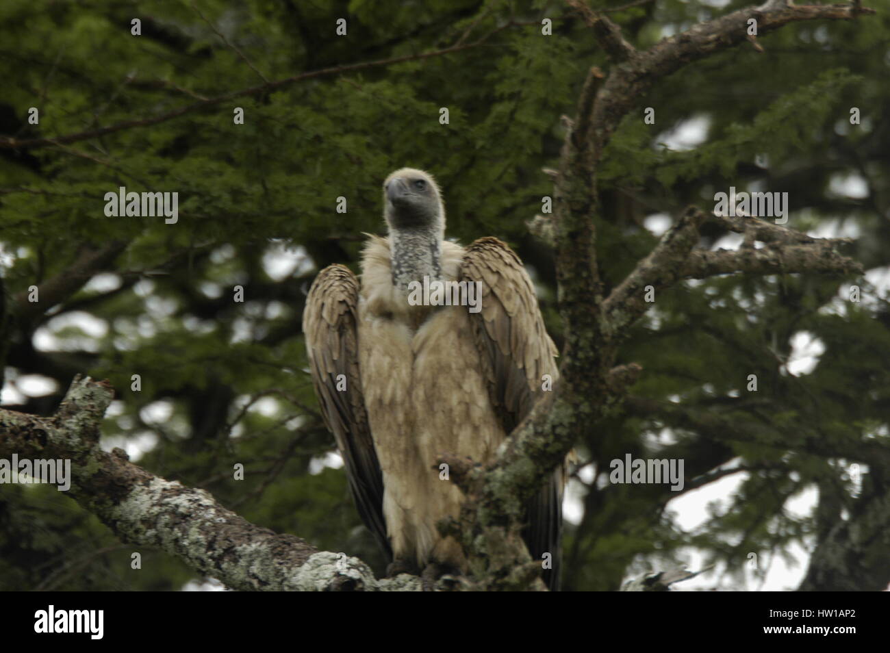 Geier afrika hi-res stock photography and images - Alamy