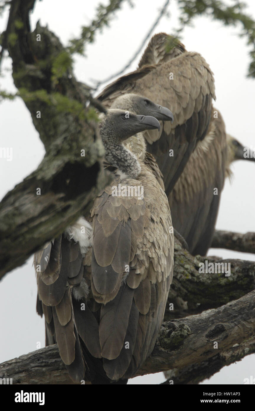 Geier afrika hi-res stock photography and images - Alamy