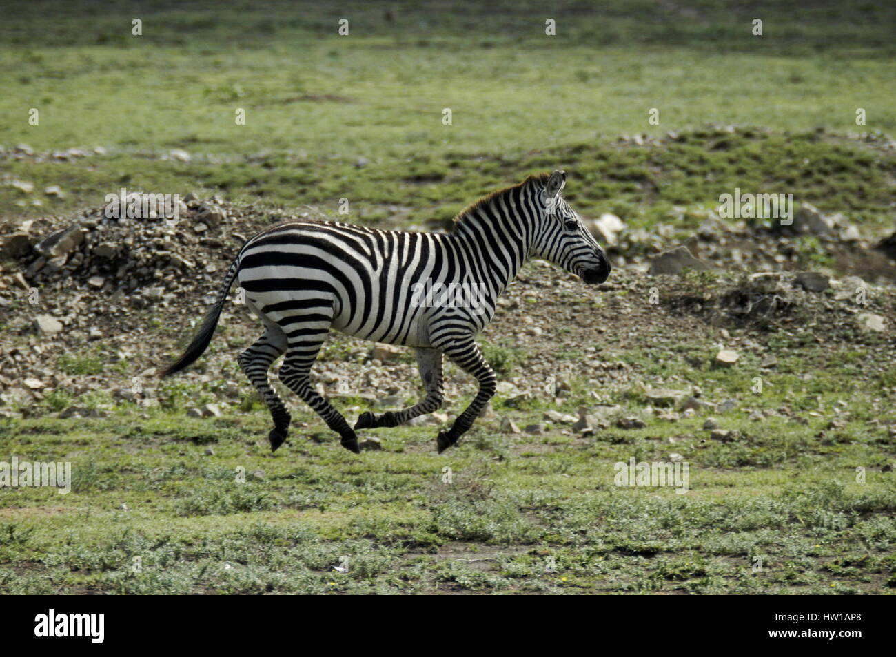 Zebra foal, Zebra Fohlen Stock Photo - Alamy