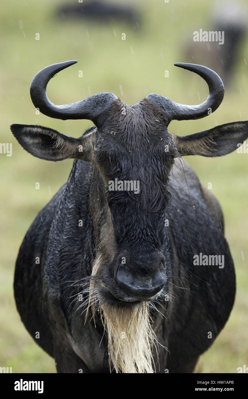 Game park gnu hi-res stock photography and images - Alamy