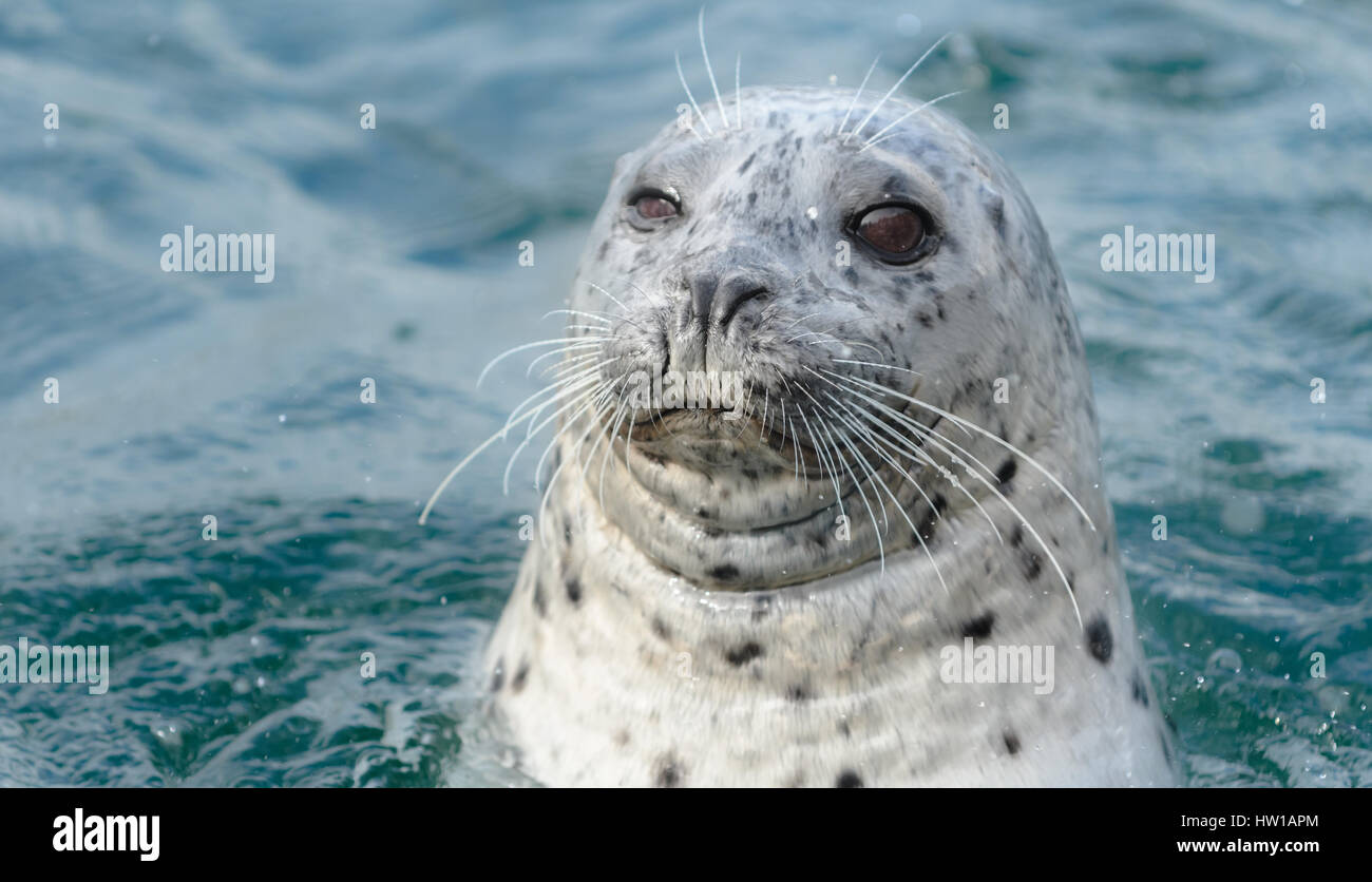 Seal in blue waters Stock Photo - Alamy
